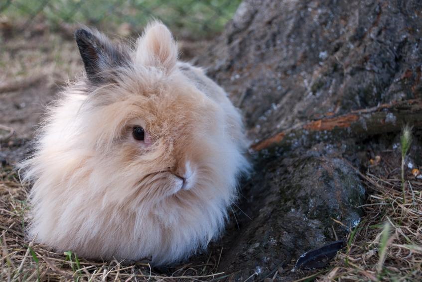 Angora rabbit: traits and pictures