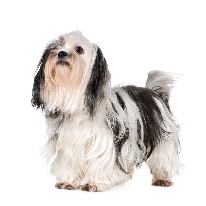 Dog Shih tzu: traits and pictures