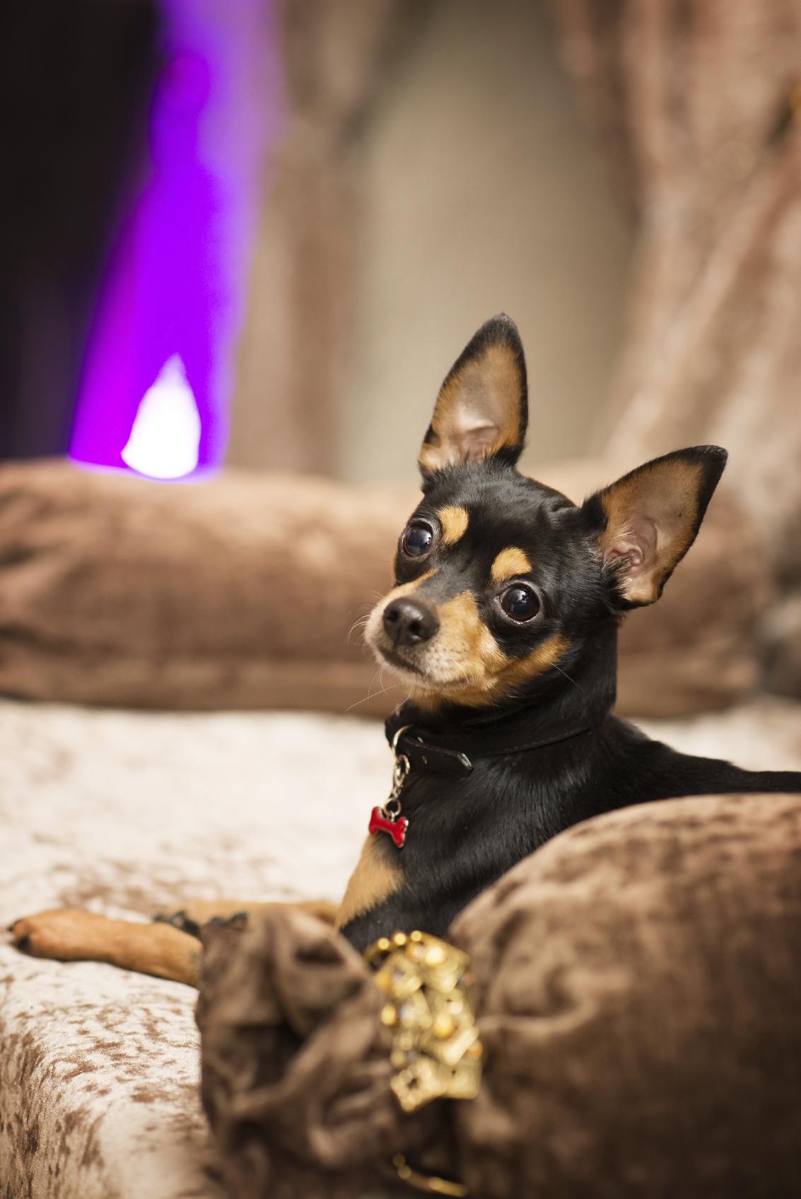 Dog Prague Ratter: traits and pictures