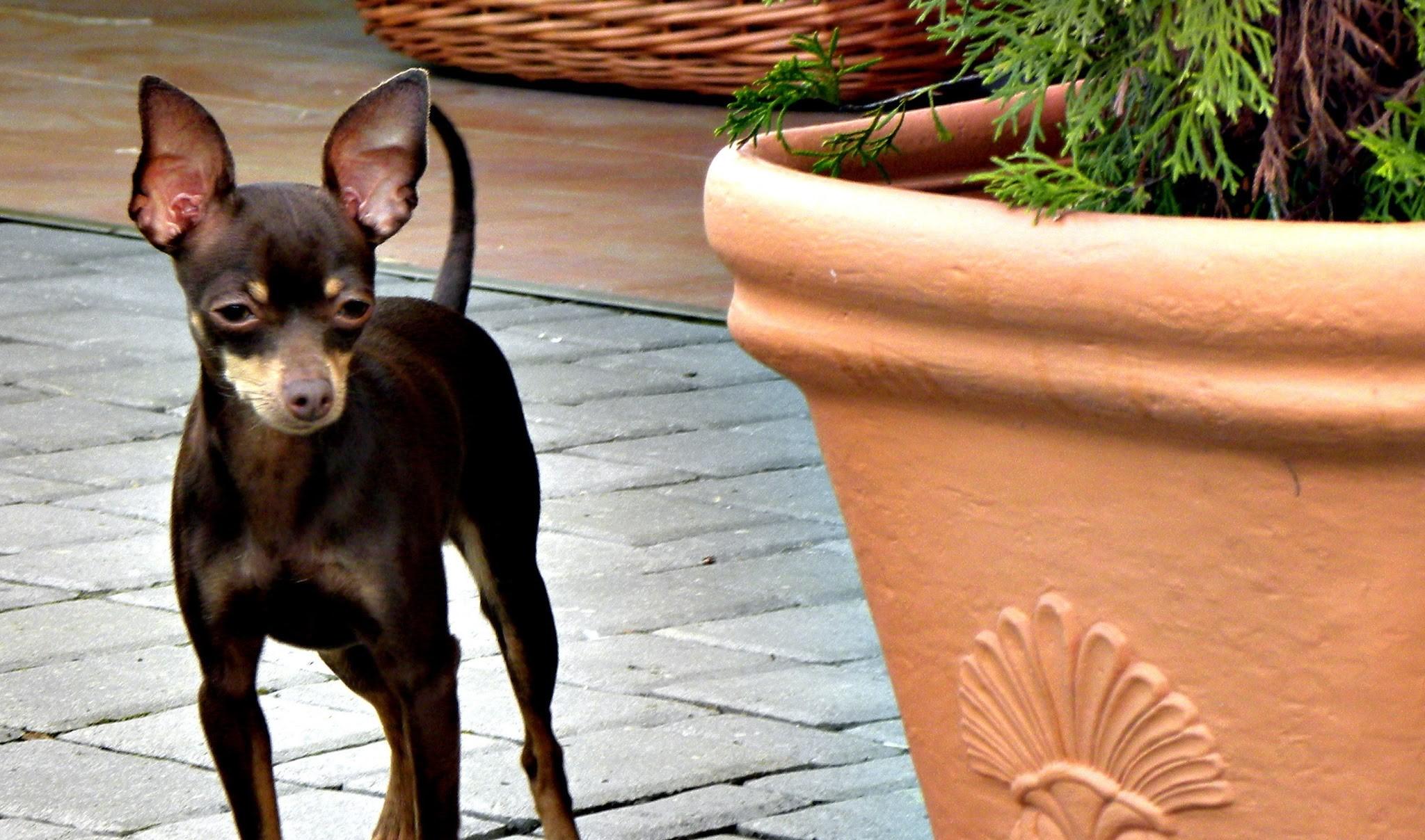 Dog Prague Ratter: traits and pictures