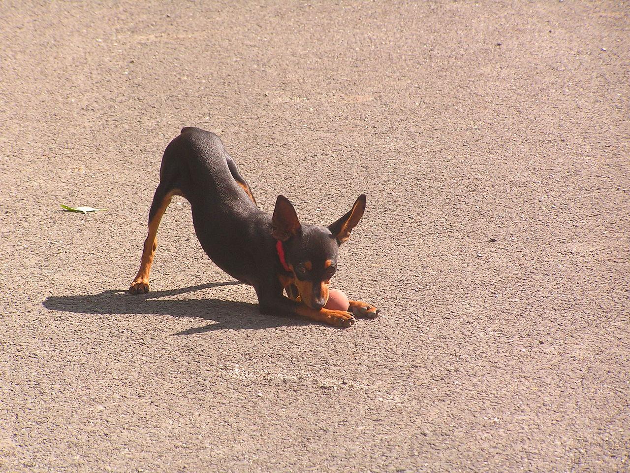 Dog Prague Ratter: traits and pictures