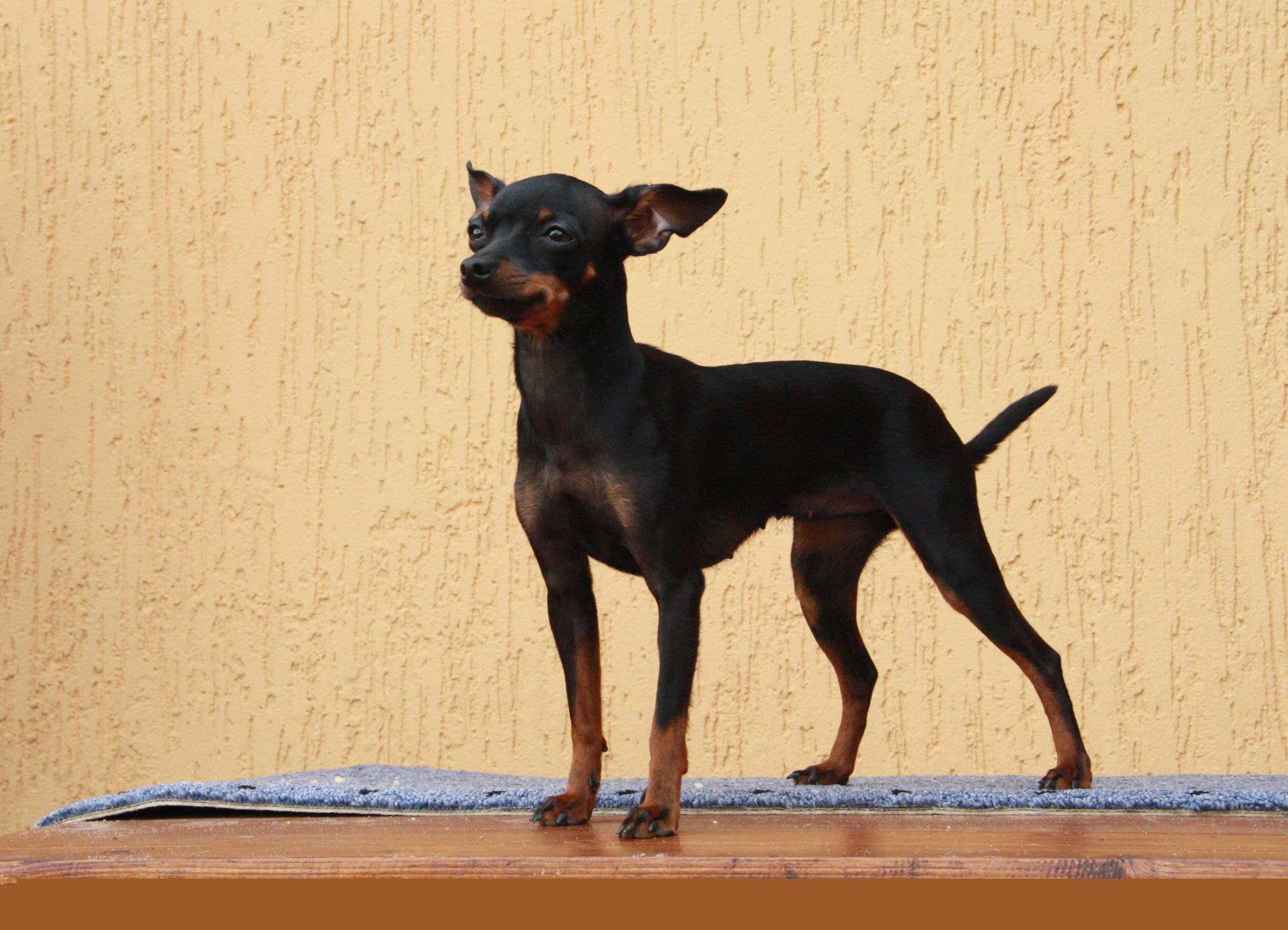 Dog Prague Ratter: traits and pictures