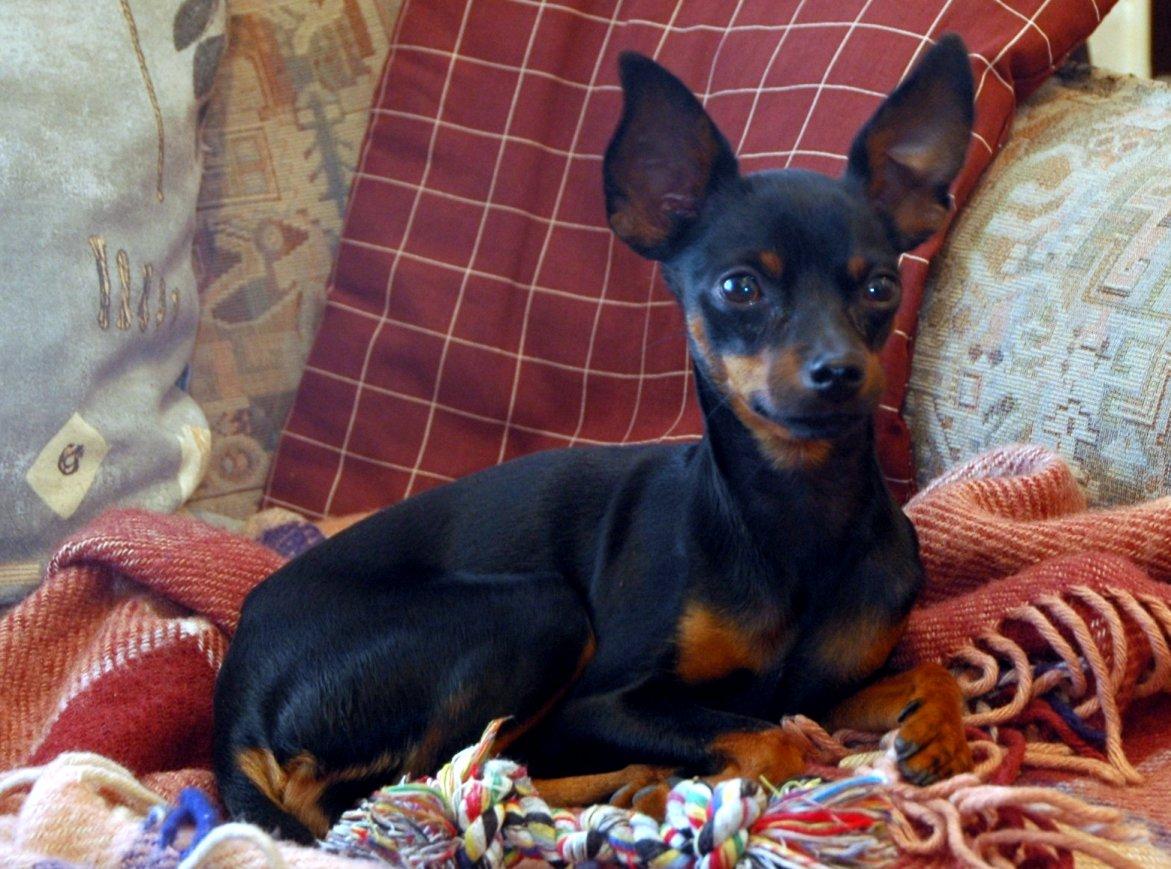 Dog Prague Ratter: traits and pictures