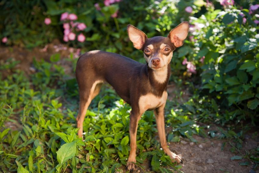 Dog Prague Ratter: traits and pictures