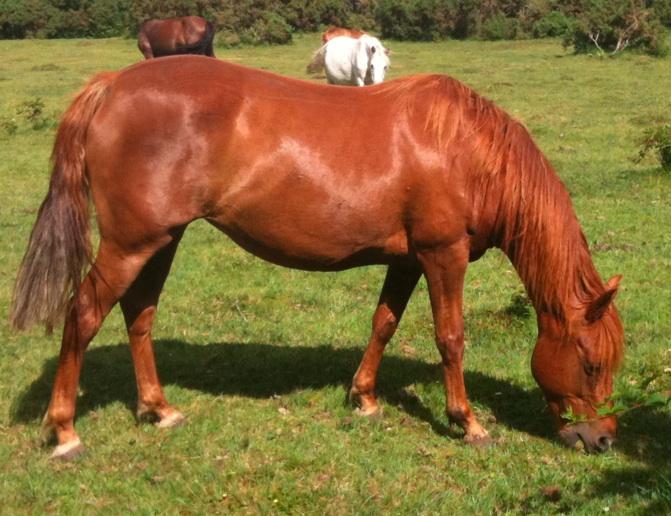 Chestnut Horse Breed - Characteristics, Care and coat