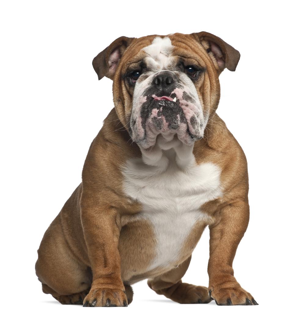 English Bull dog: traits, pictures and videos
