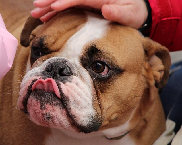English Bull dog: traits, pictures and videos