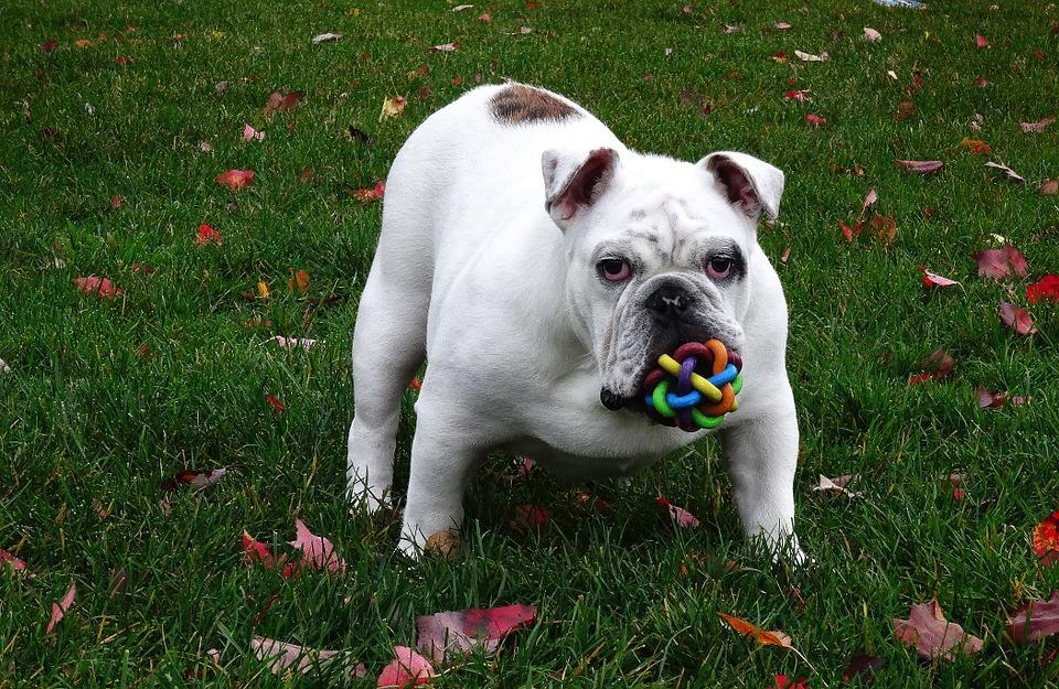 English Bull dog: traits, pictures and videos