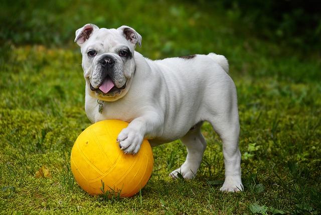 English Bull dog: traits, pictures and videos