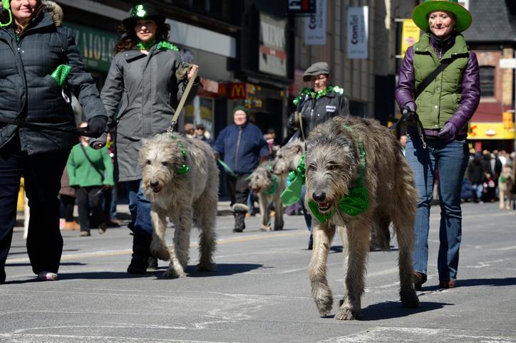Dog Irish Wolfhound: traits and pictures