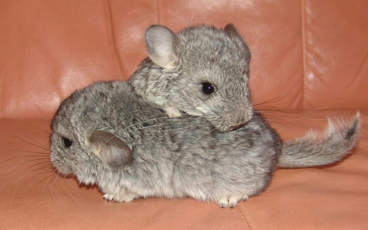 (C. Chinchilla)