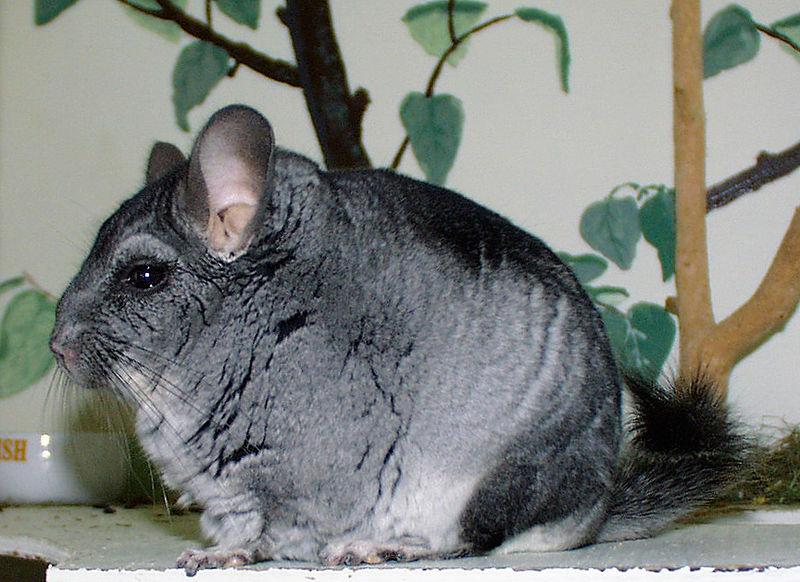 (C. Chinchilla)