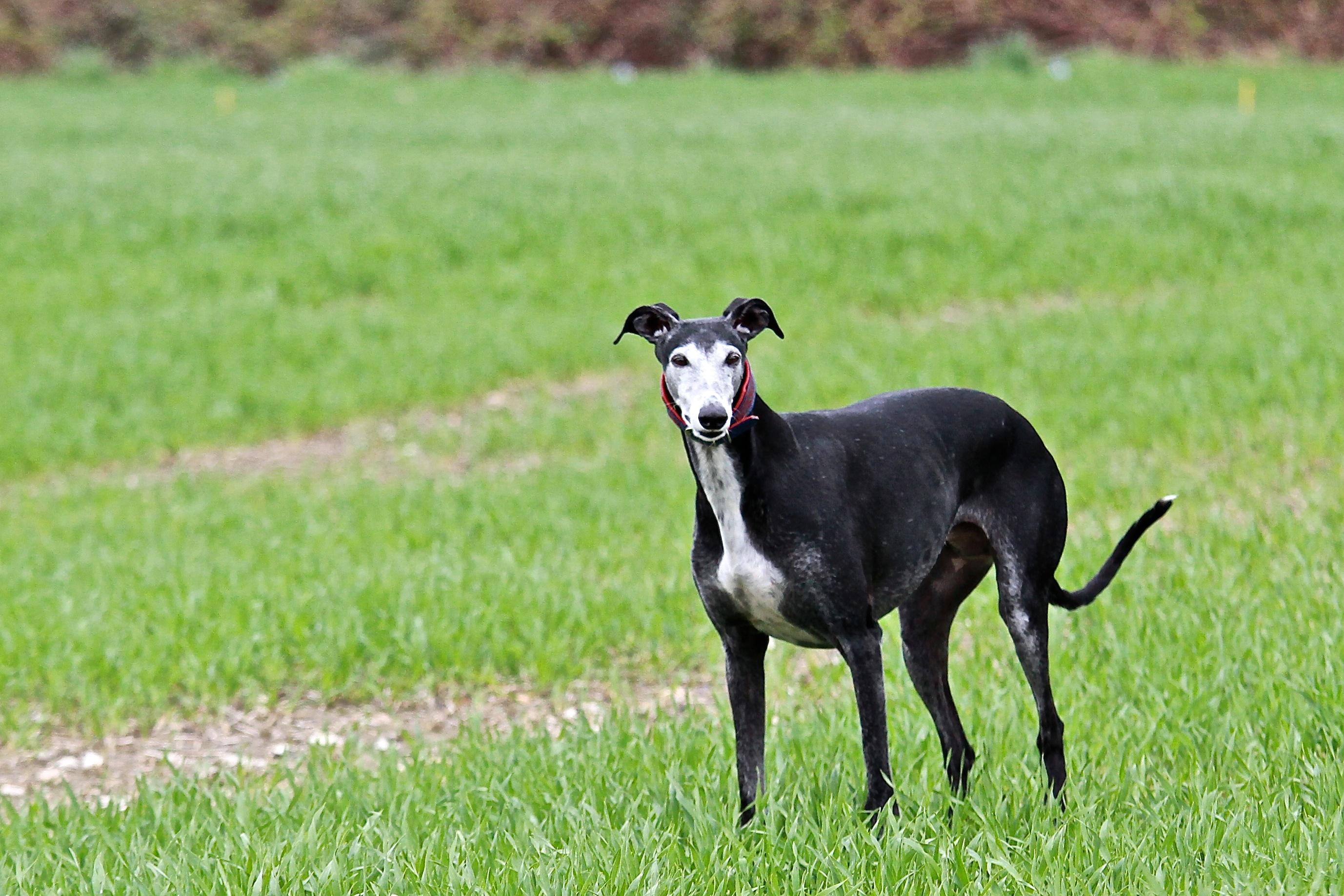 Dog Spanish Greyhound: traits and pictures