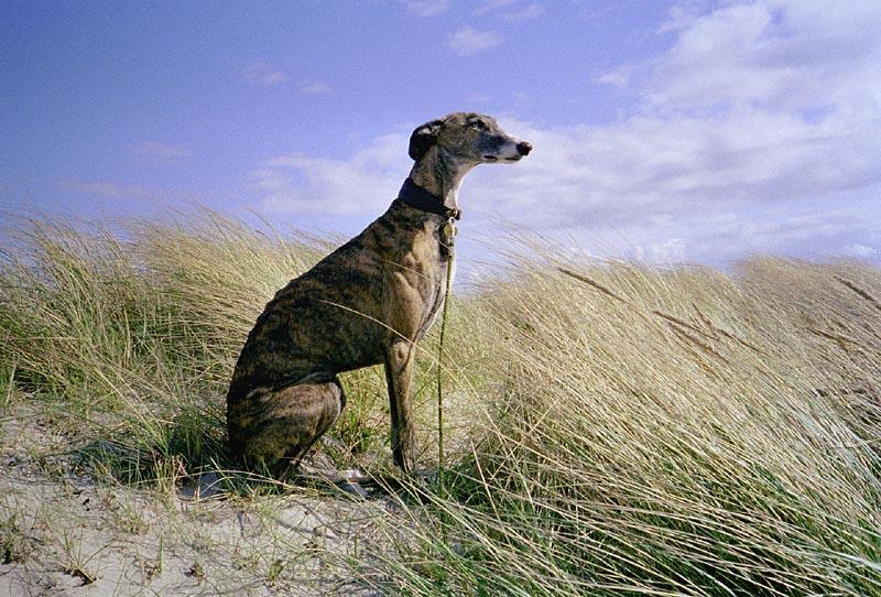 Dog Spanish Greyhound: traits and pictures