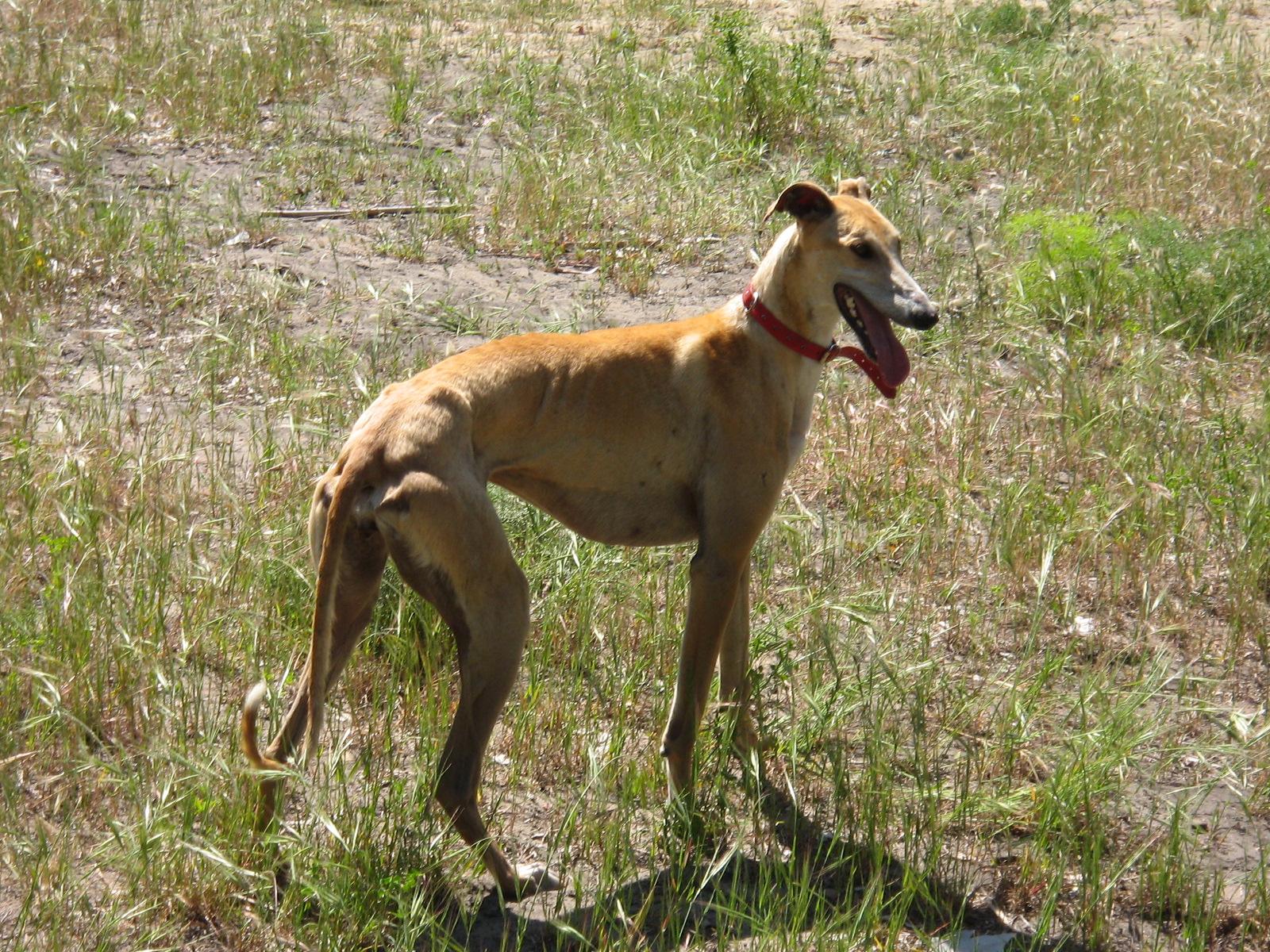 Dog Spanish Greyhound: traits and pictures