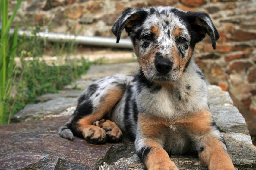 Dog Beauceron: traits and pictures