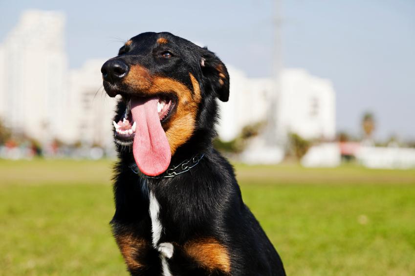 Dog Beauceron: traits and pictures