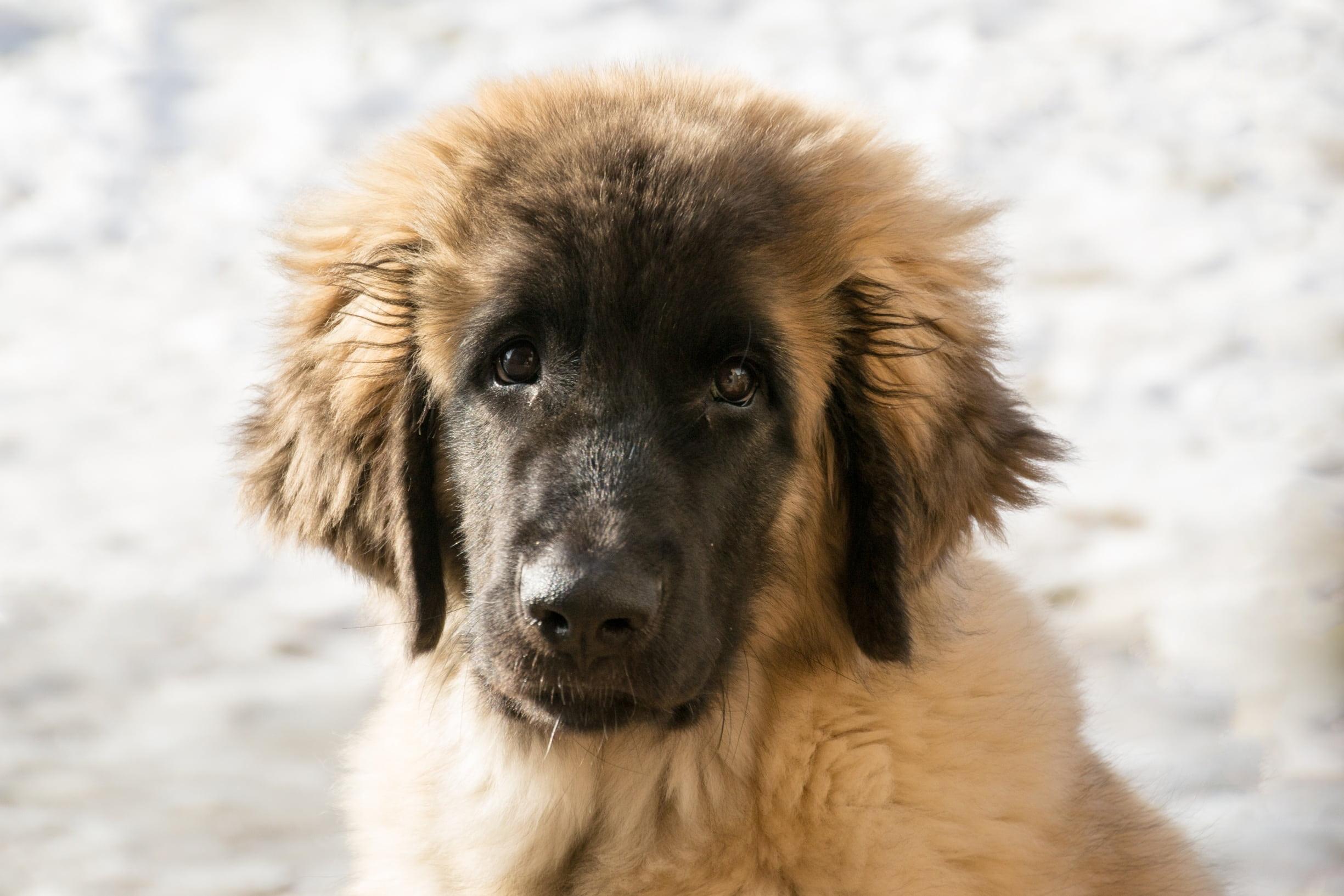 Dog Leonberger: traits, pictures and videos