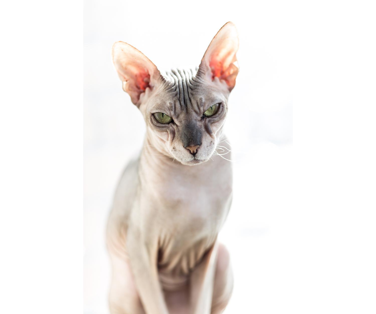 Donskoy Cat or Don Sphynx - Breed Information With Photos