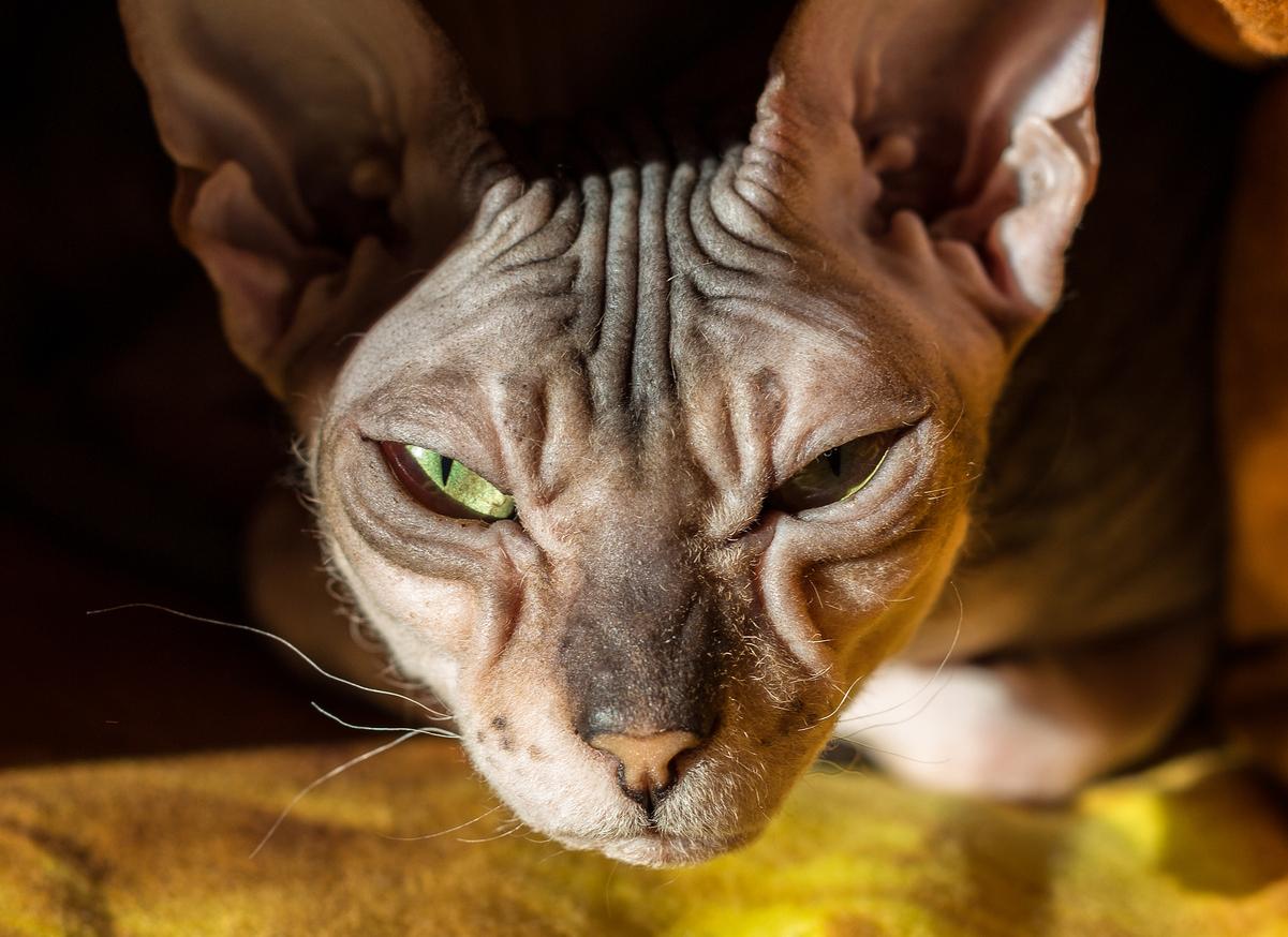 Donskoy Cat or Don Sphynx - Breed Information With Photos
