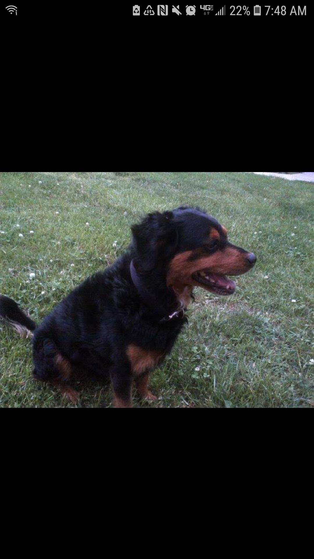 Dog Hovawart: traits and pictures