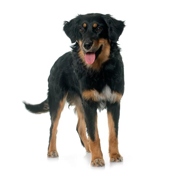 Dog Hovawart: traits and pictures