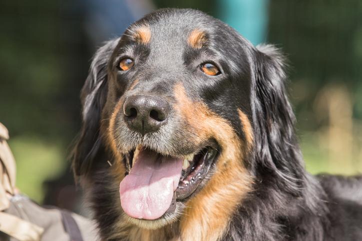 Dog Hovawart: traits and pictures