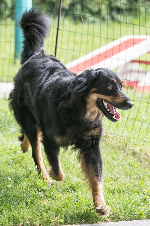 Dog Hovawart: traits and pictures