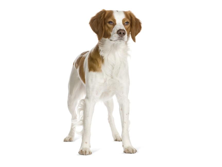 Dog Brittany Spaniel: traits, pictures and videos