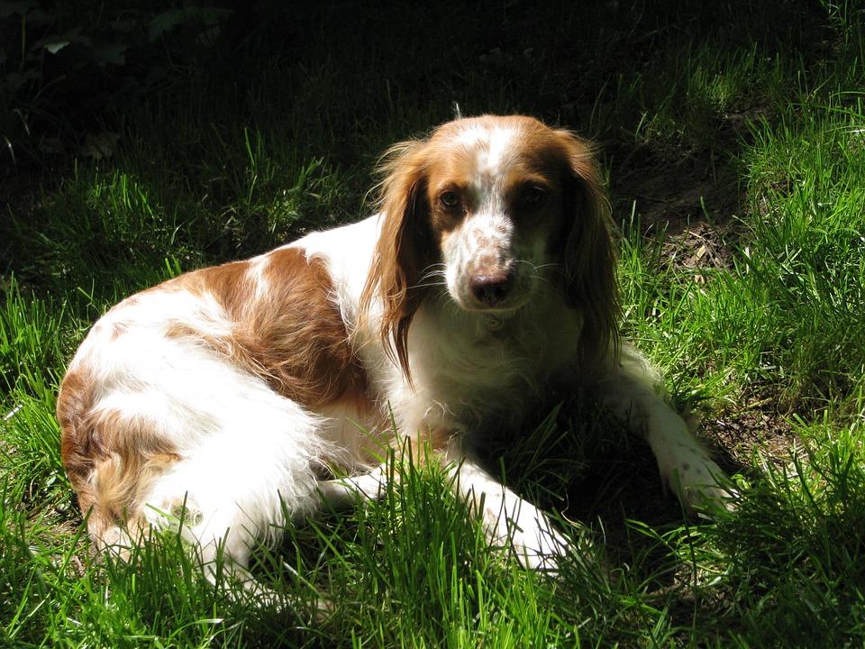 Dog Brittany Spaniel: traits, pictures and videos