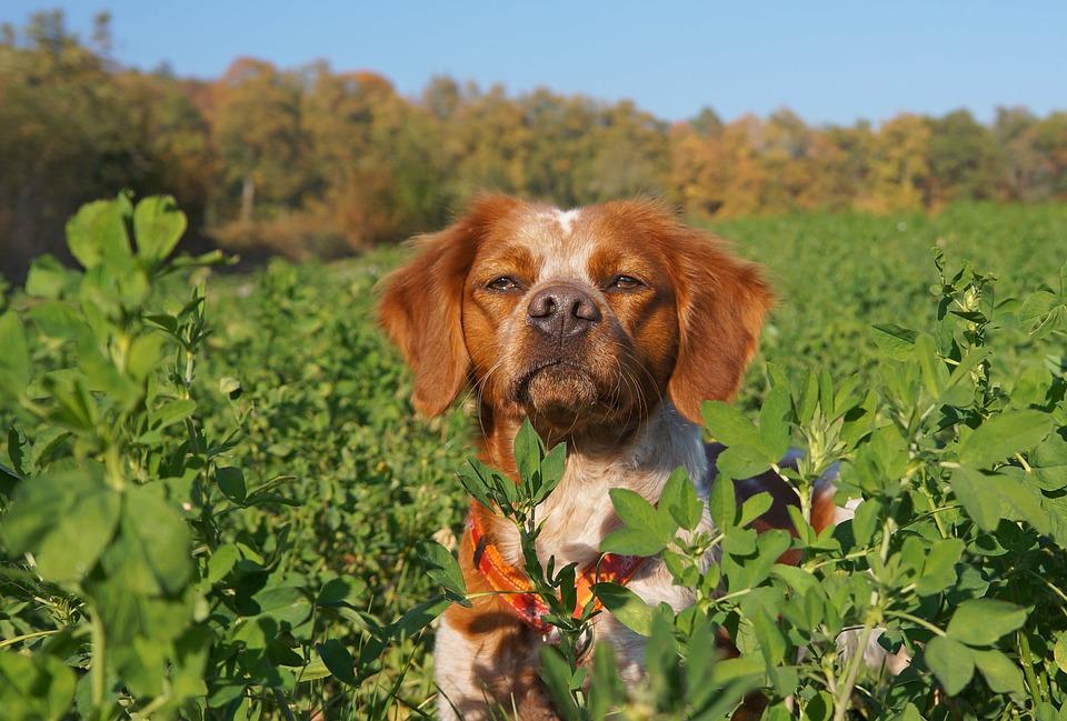 Dog Brittany Spaniel: traits, pictures and videos