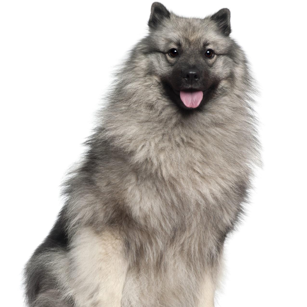 Dog Keeshond: traits and pictures
