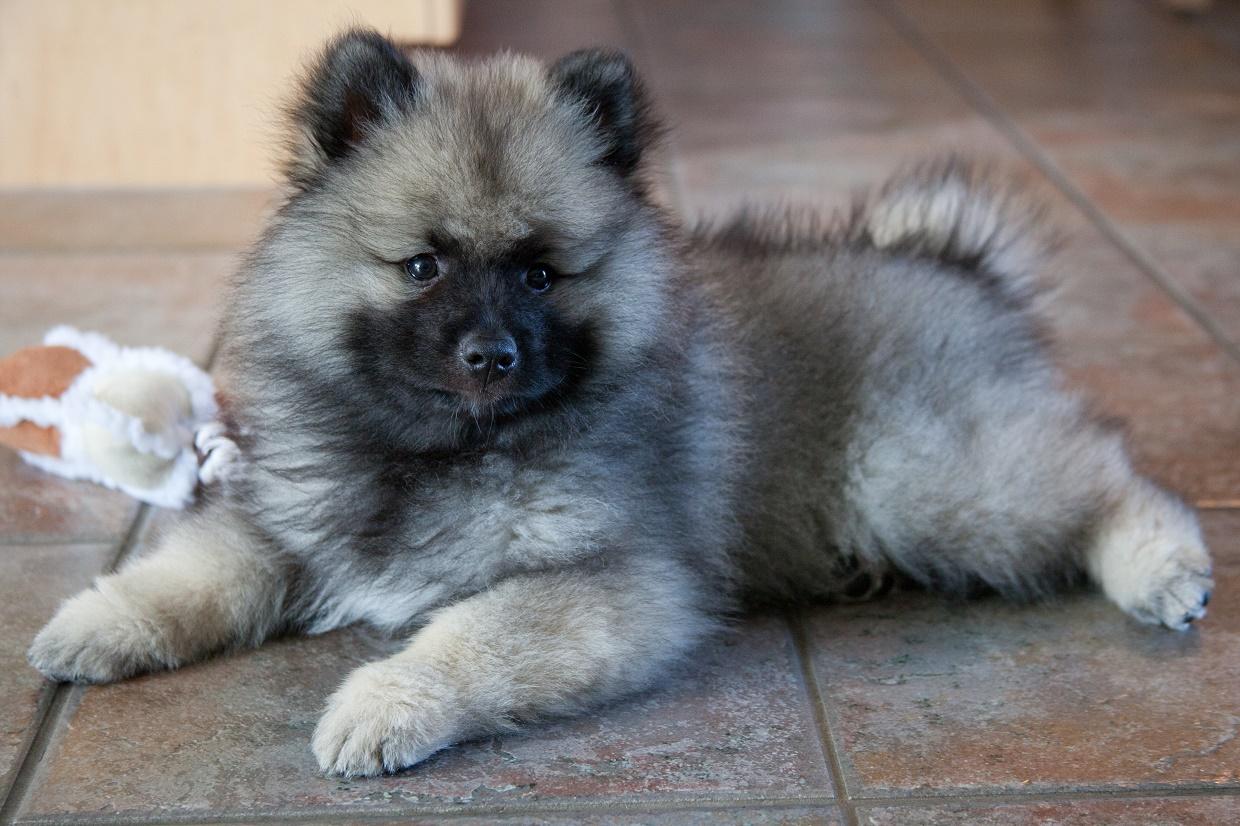 Dog Keeshond: traits and pictures