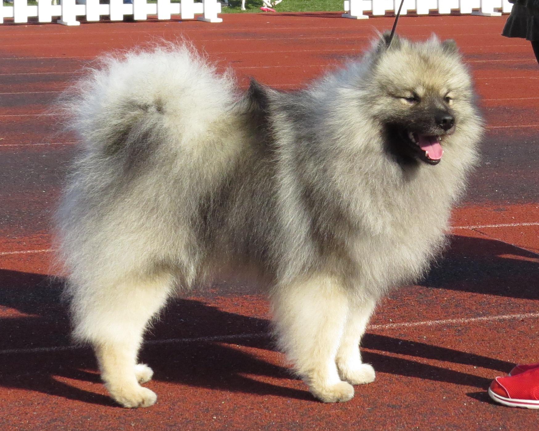 Dog Keeshond: traits and pictures