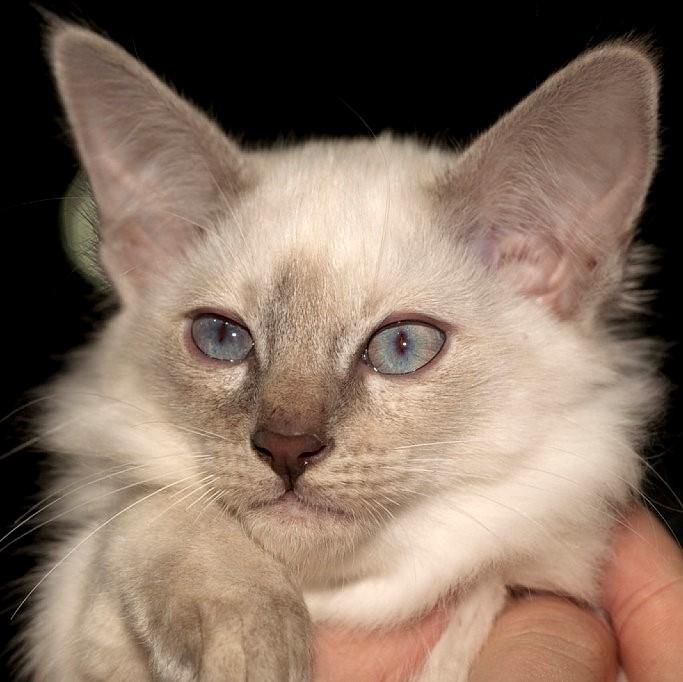 Cat Balinese: traits and pictures
