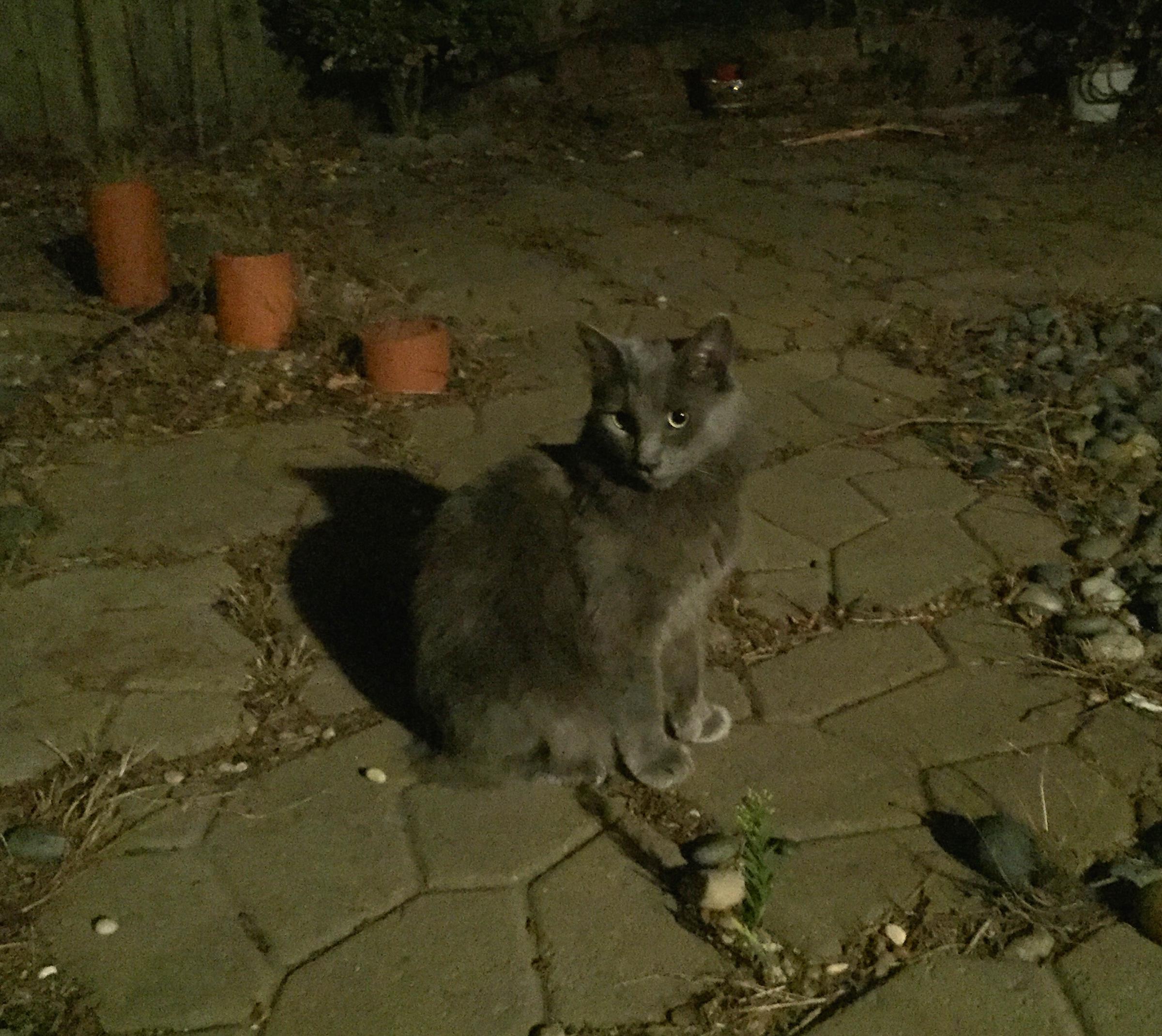 Nebelung Cat Breed - Characteristics, Care and Health