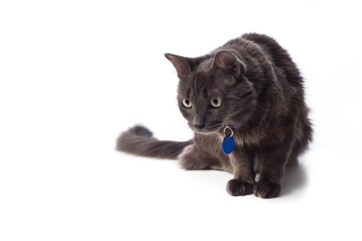 Nebelung Cat Breed - Characteristics, Care and Health