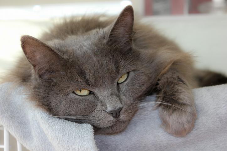 Nebelung Cat Breed - Characteristics, Care and Health