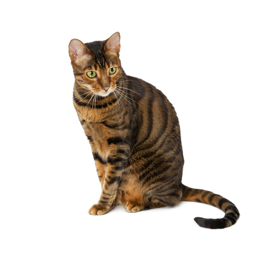 Cat Toyger: traits, pictures and videos