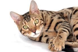 Cat Toyger: traits, pictures and videos