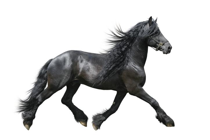 Characteristics, Care and Health of Friesian Horses