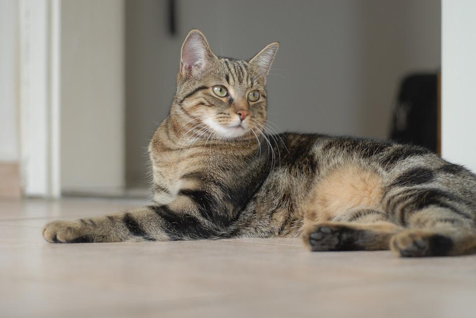 Cat European Shorthair: traits and pictures