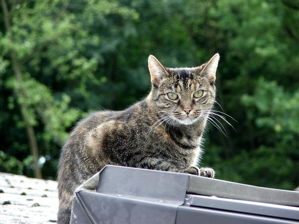 Cat European Shorthair: traits and pictures