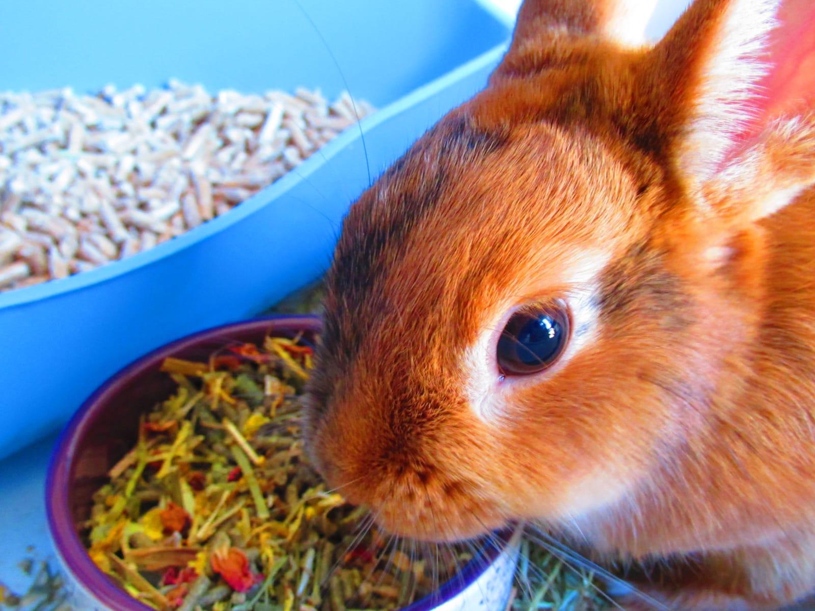 Harlequin Rabbit - Origin, Characteristics and Care