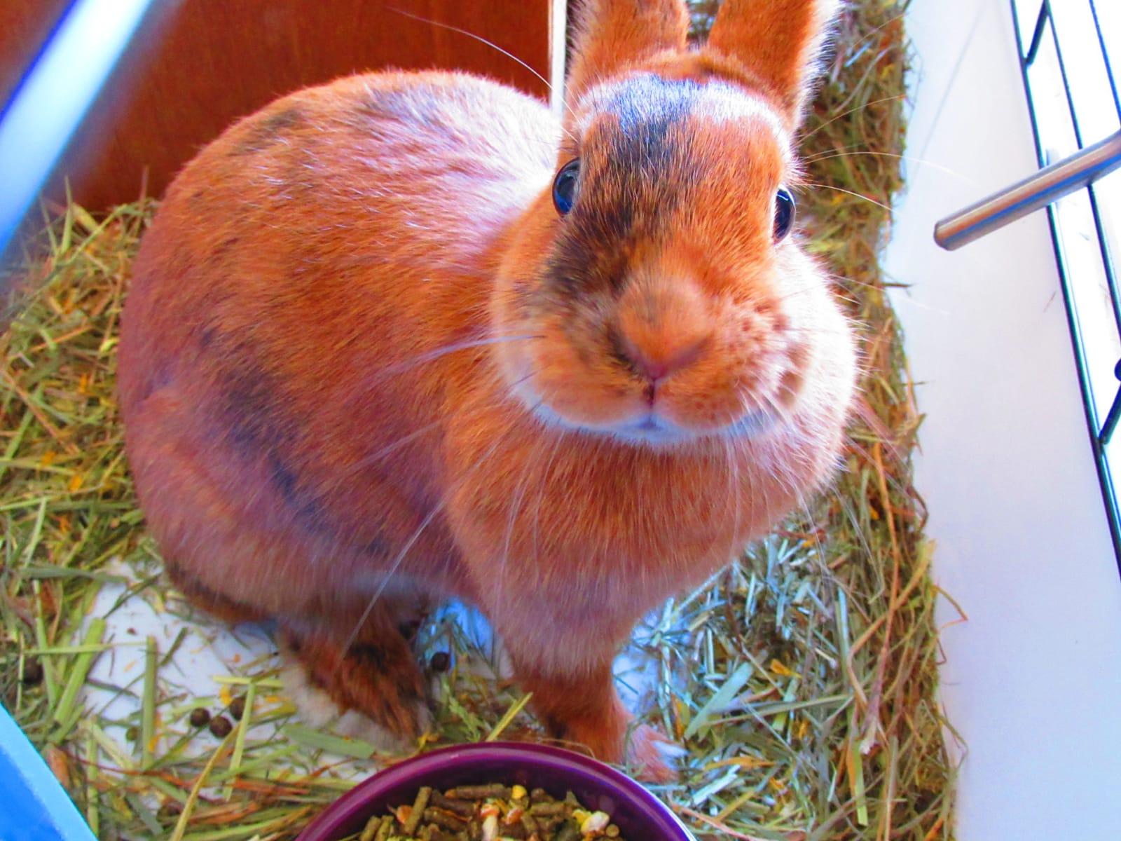 Harlequin Rabbit - Origin, Characteristics and Care