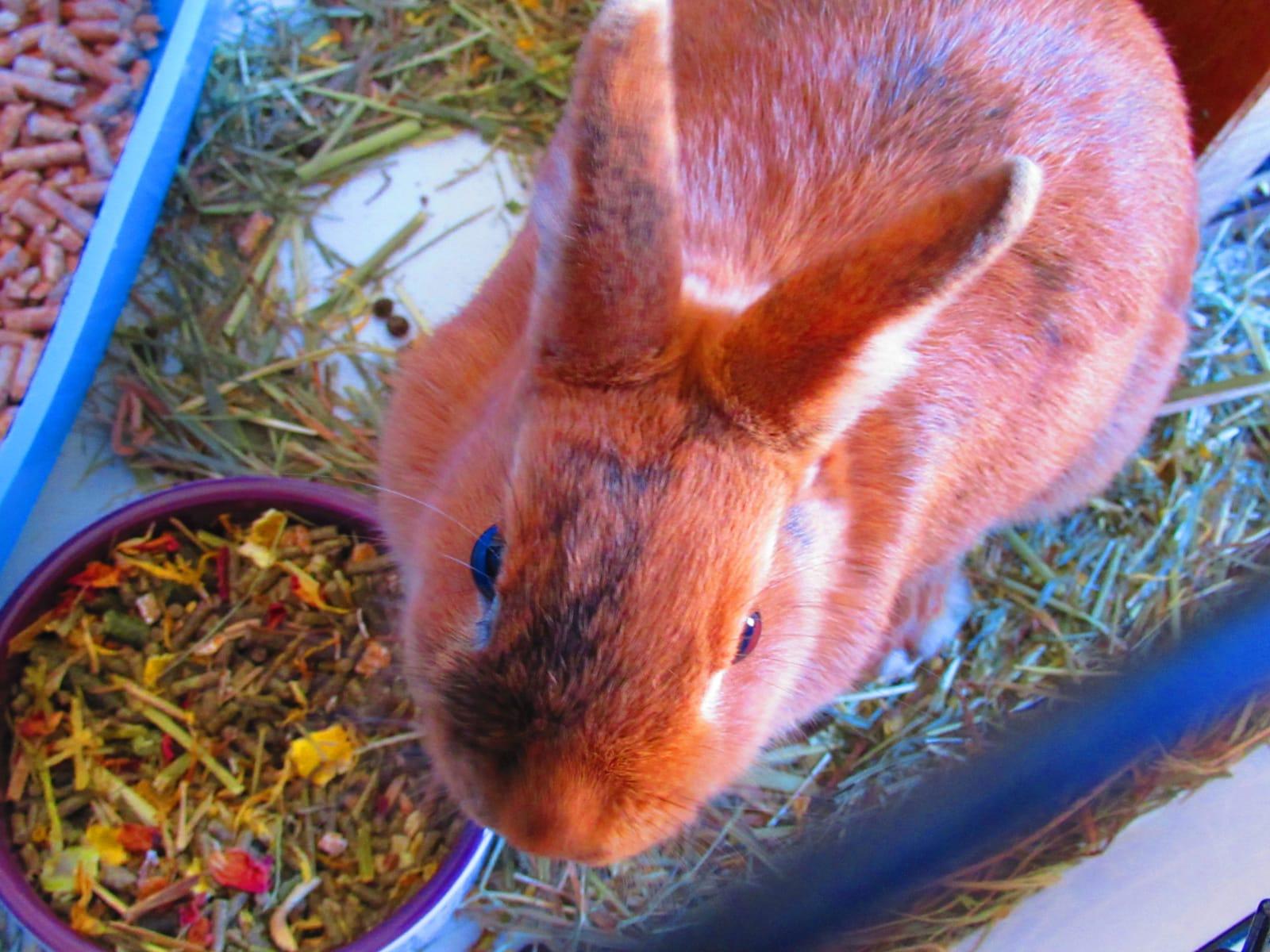 Harlequin Rabbit - Origin, Characteristics and Care
