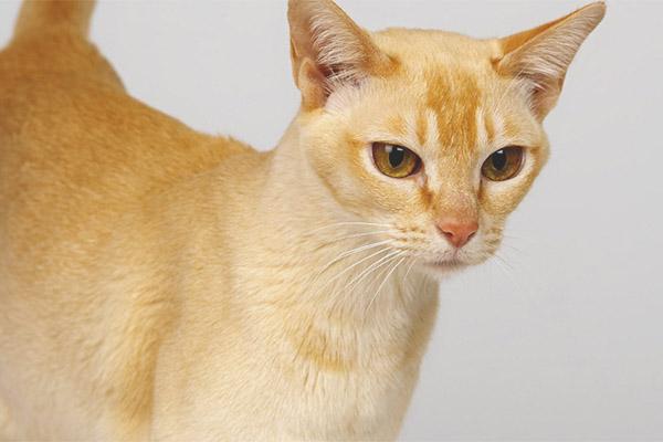 Ceylon Cat - Breed Information With Photos
