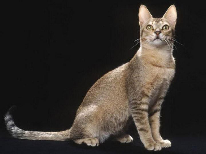 Ceylon Cat - Breed Information With Photos