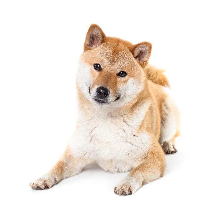 Dog Shiba Inu: traits and pictures