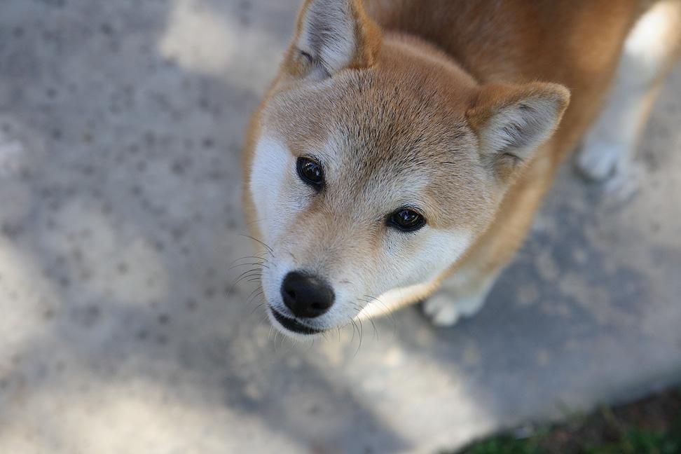 Dog Shiba Inu: traits and pictures